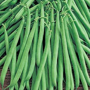 Amazon.com: Organic Haricot Vert Maxibel Bean : Patio, Lawn & Garden