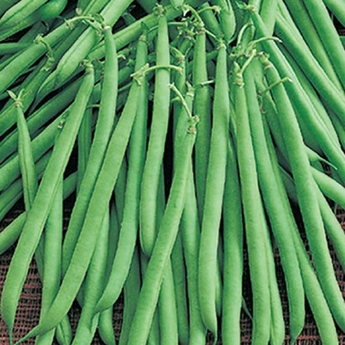 Amazon.com: Organic Haricot Vert Maxibel Bean : Patio, Lawn & Garden