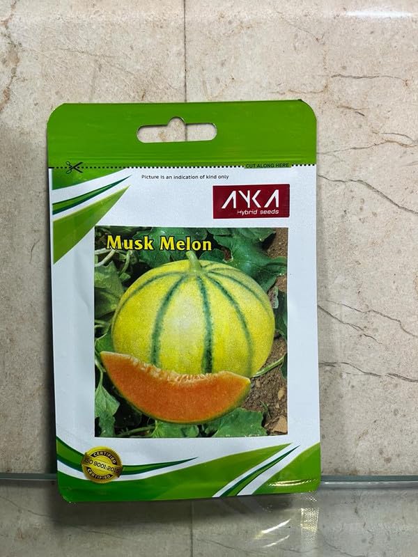 EXCEL OVERSEAS Musk Melon Seeds Farm Fresh and Nutrient-Packed ...