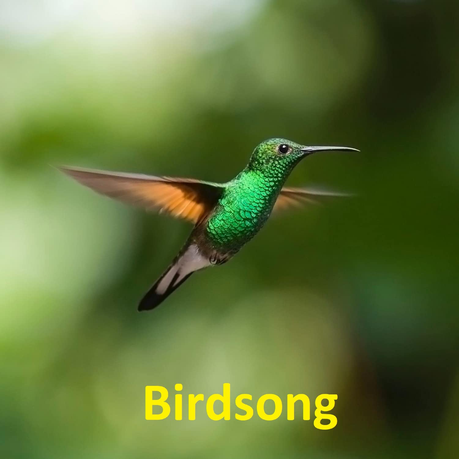 Celestial Songbirds: Soothing Bird Sounds for Deep Relaxation song by ...