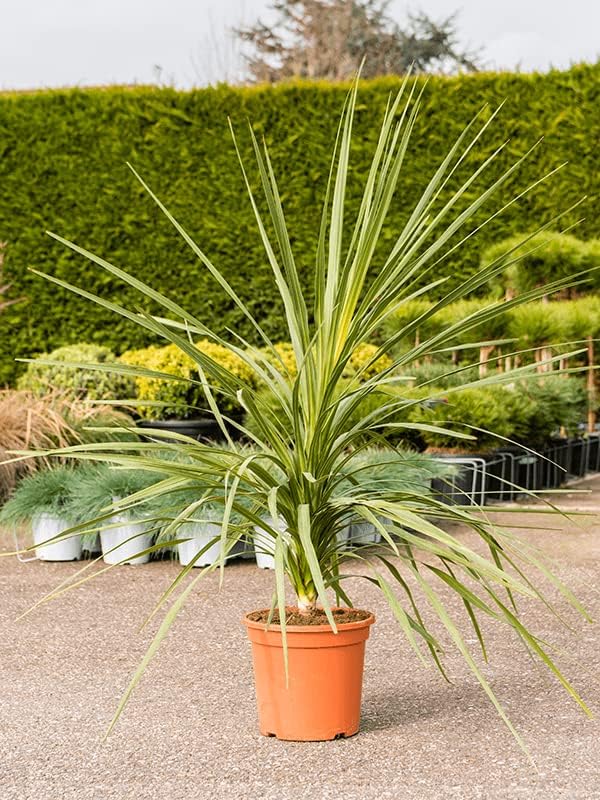 Cordyline Australis Green Tree Evergreen Palm Plant in 17cm Pot 75 cm ...