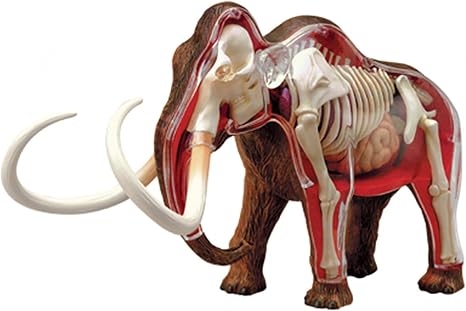 Amazon.com: SORECI 4D Woolly Mammoth Anatomy Model - Animal Skeleton ...