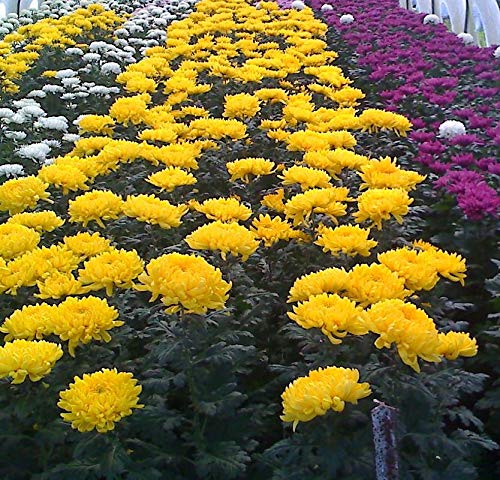 SYNERGY Shevanti, Guldavari/Chrysanthemum morifolium (Maroon.red yellow ...
