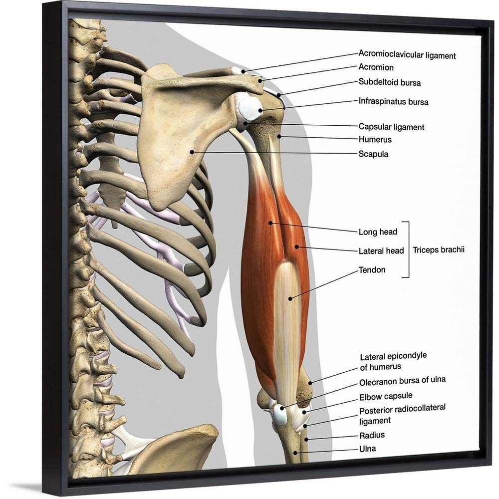Tricep Anatomy Chart