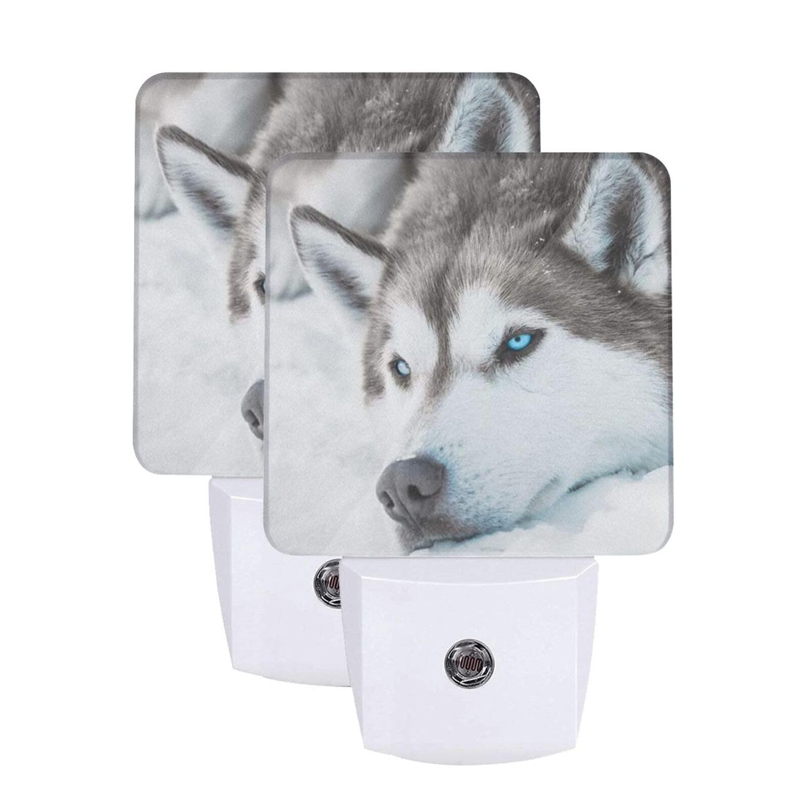 Light Grey Wolf With Blue Eyes