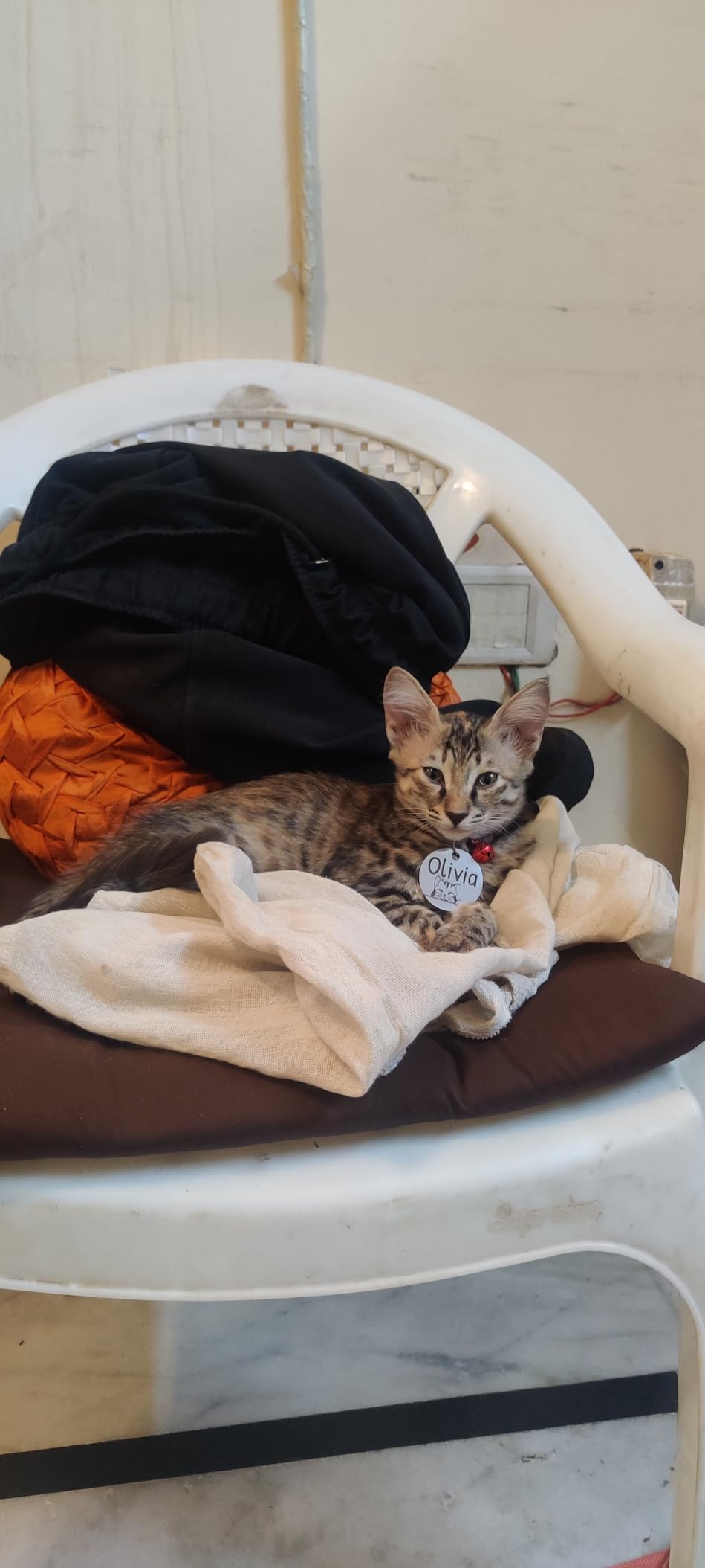 PAWPRO HANDMADE Personalized Engraved Cat Name Tag Personalized With ...