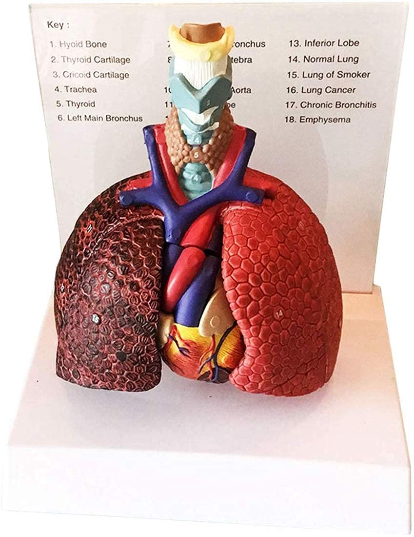 Buy WECDS Realistic Human Organ Model Larynx Heart Throat Lung Model ...