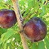 Amazon.com : 1-2 Feet Sweet Plum Tree Live Plant, Established Roots ...