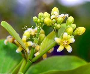 Amazon.com : 10 seeds Decalepis Hamiltonii Swallow Root Tree Seeds ...