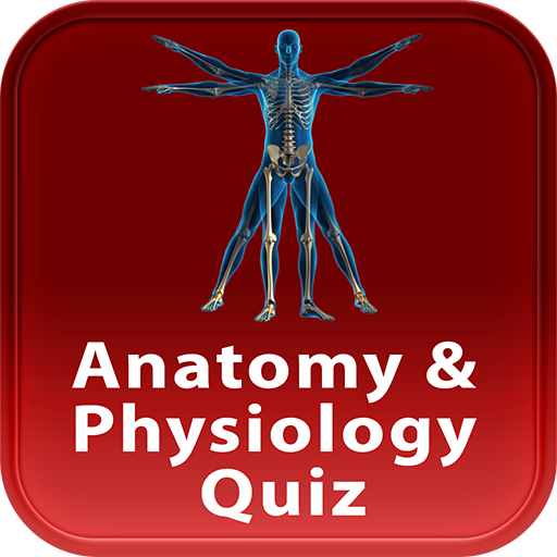 Anatomy Quizzes