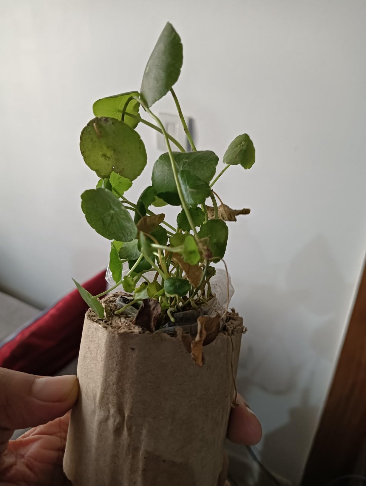 GreenCaart Coin Plant/Chinese Lucky Money Plant, Air Purifying Indoor ...