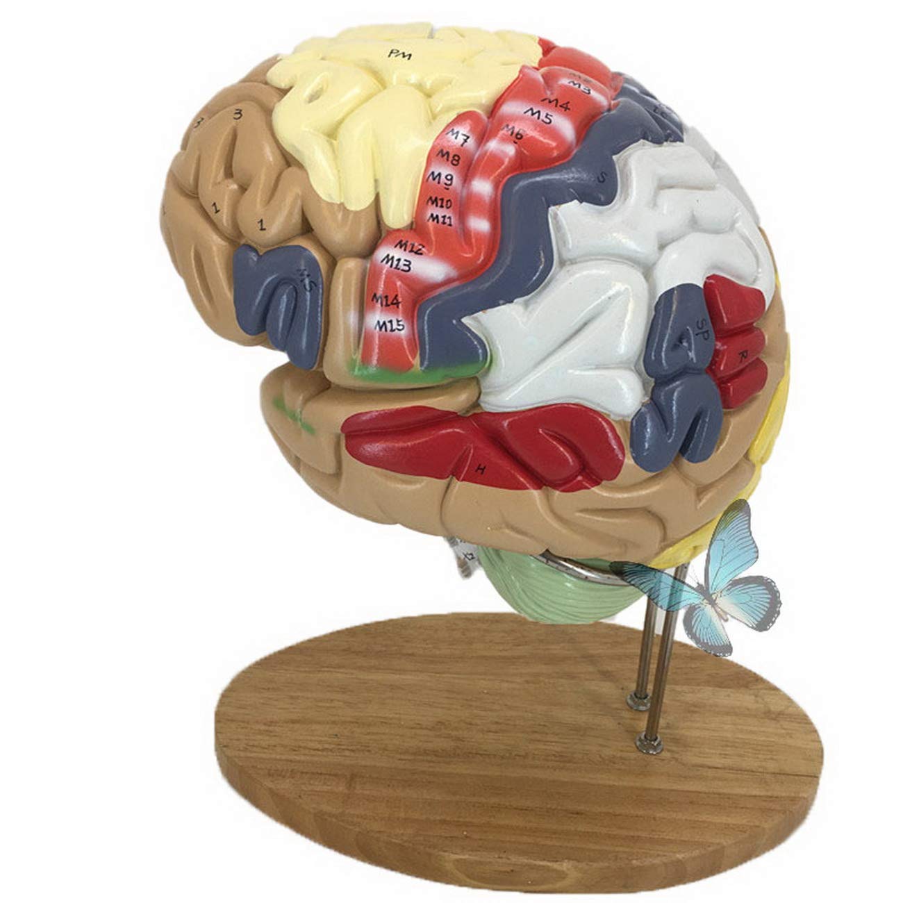 Neuroanatomy Human Brain Model Movement Center Sensory Center And Brain ...