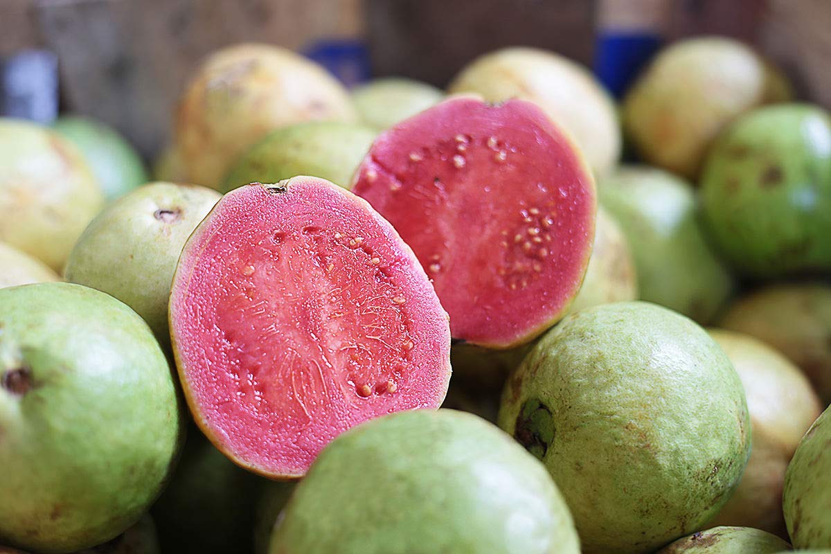 Buy Florona Rare Tropical Hybrid Psidium guajava Arka Kiran Red Guava 1 ...