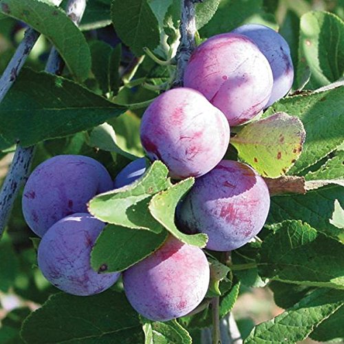 Damson plum - How to grow & care