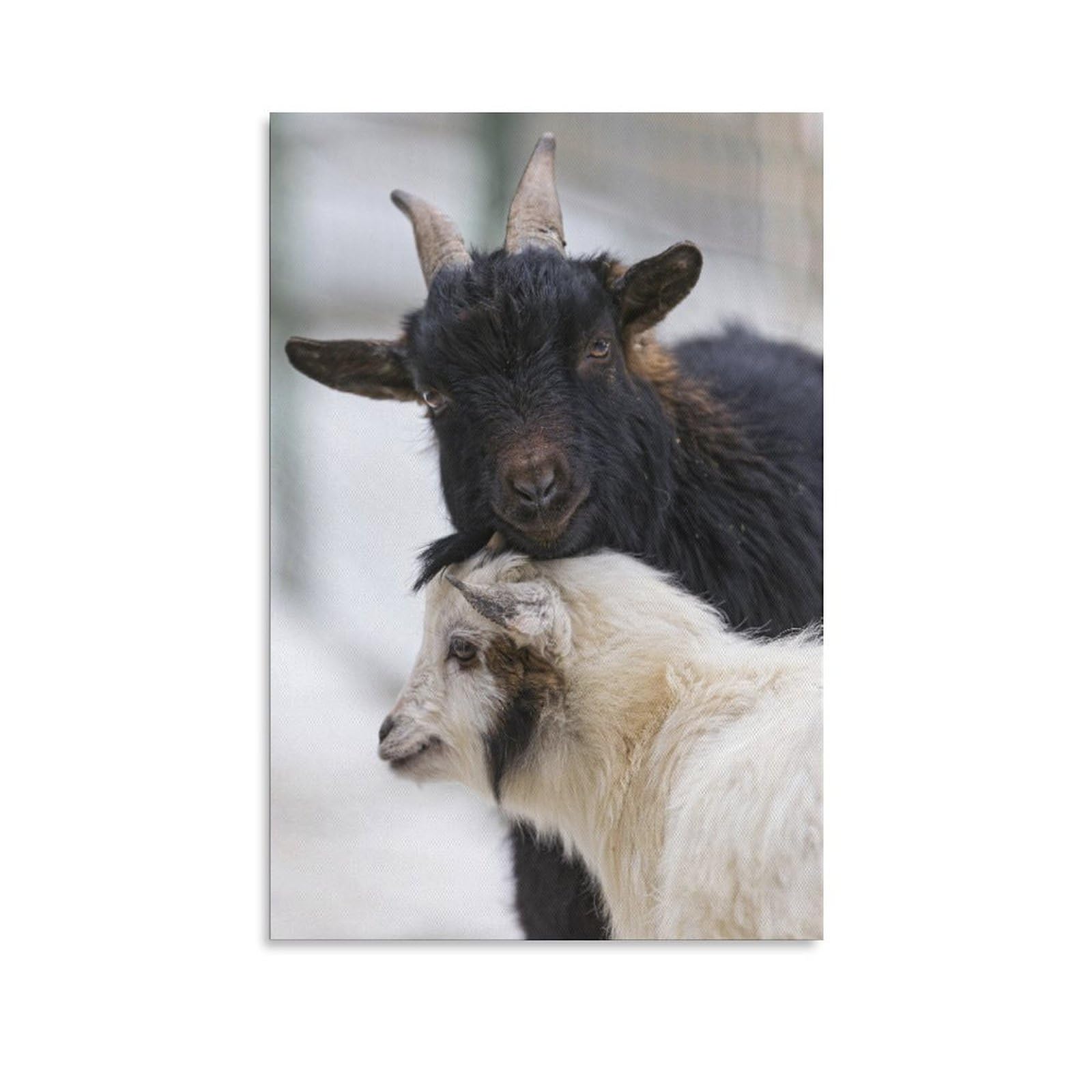 Two Goats In Love