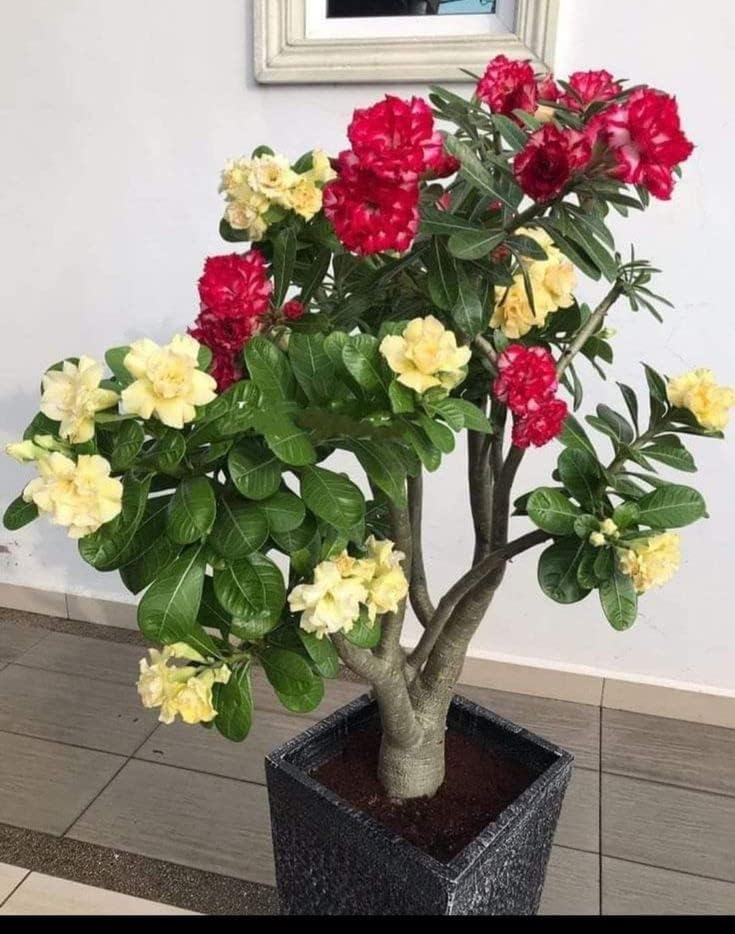 Mphmi Live Plants Nursery Garden Adenium Celona Double - Plant : Amazon ...