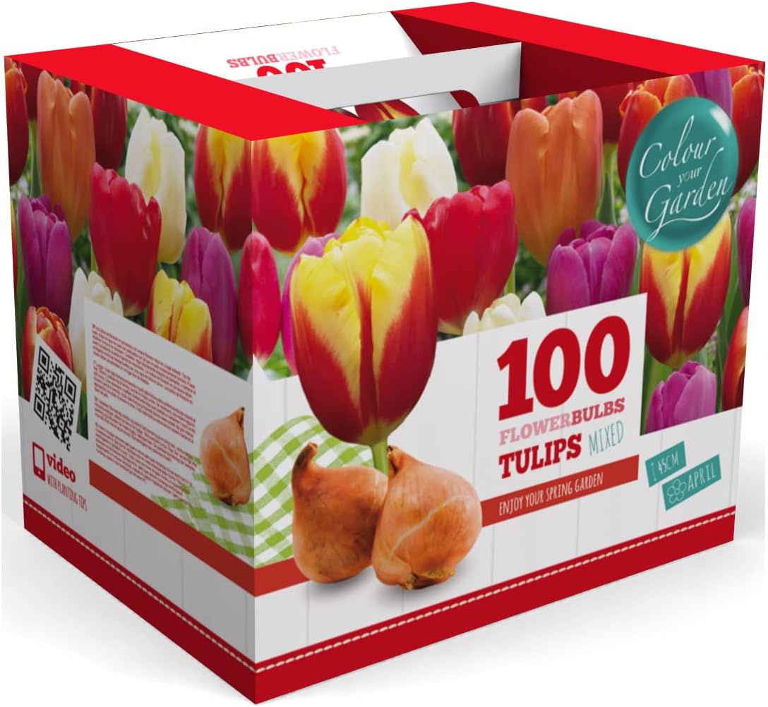 Amazon.com : 100 Darwin Tulip Mix Flower Bulb Box with Easy Carry ...