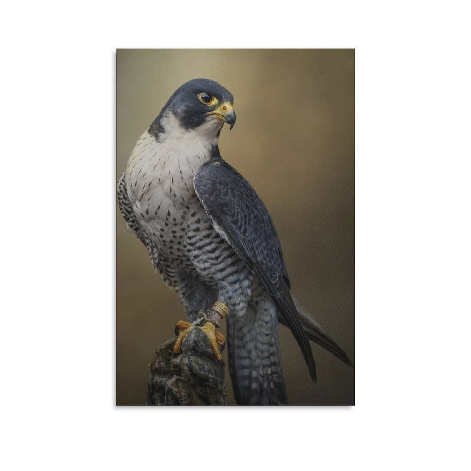 Peregrine Falcon Back
