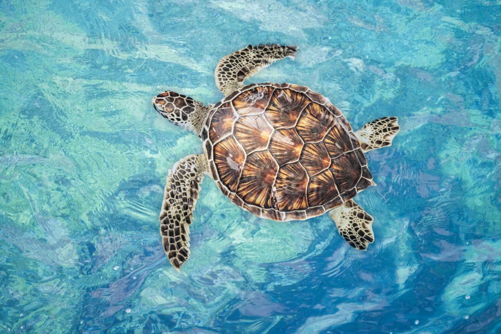 Tortuga Marina 885208 España Registra Un Aumento Sin Precedentes De
