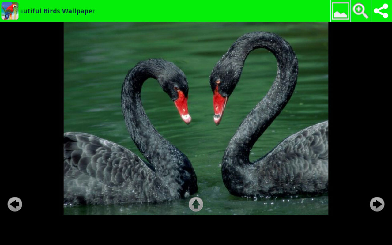 Beautiful Birds Wallpapers - App on Amazon Appstore