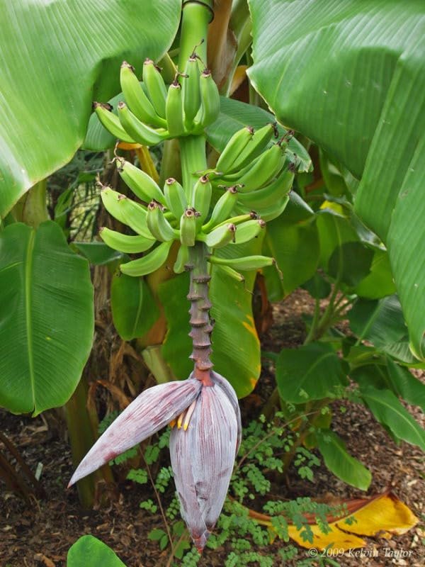 Bluggoe Banana Plant/Kanchkola Plant : Amazon.in: Garden & Outdoors