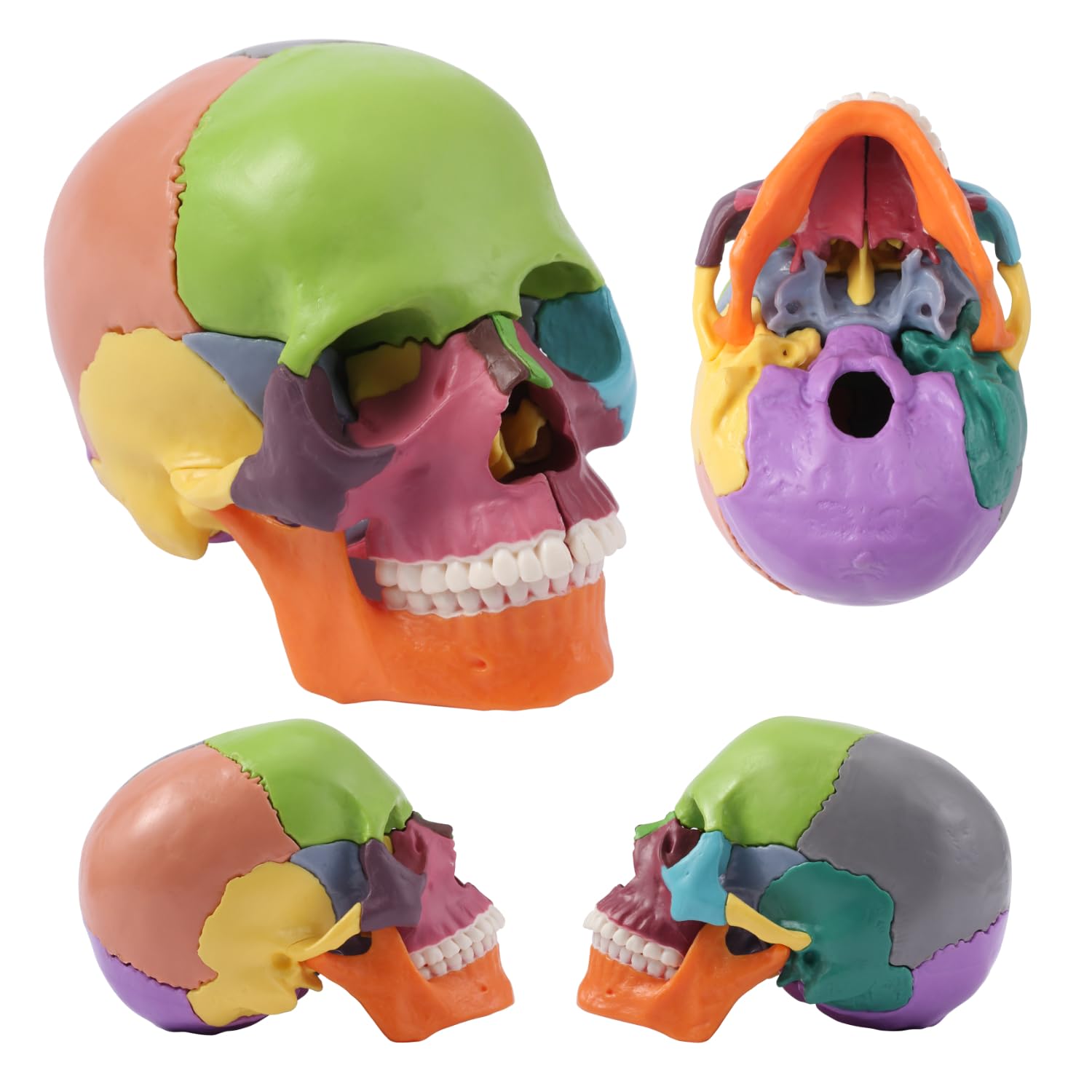Anatomical Skull Model 15 Parts Human Anatomy Skull Detachable ...