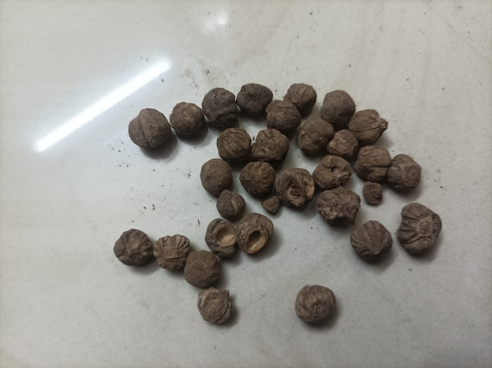 GREEN WORLD Teak Wood Tree Seeds/Sagwan Tree Seeds/Tectona Grandis(150 ...