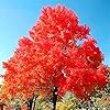 Amazon.com : QAUZUY GARDEN 20 Seeds American Red Maple Seeds Tree Seeds ...