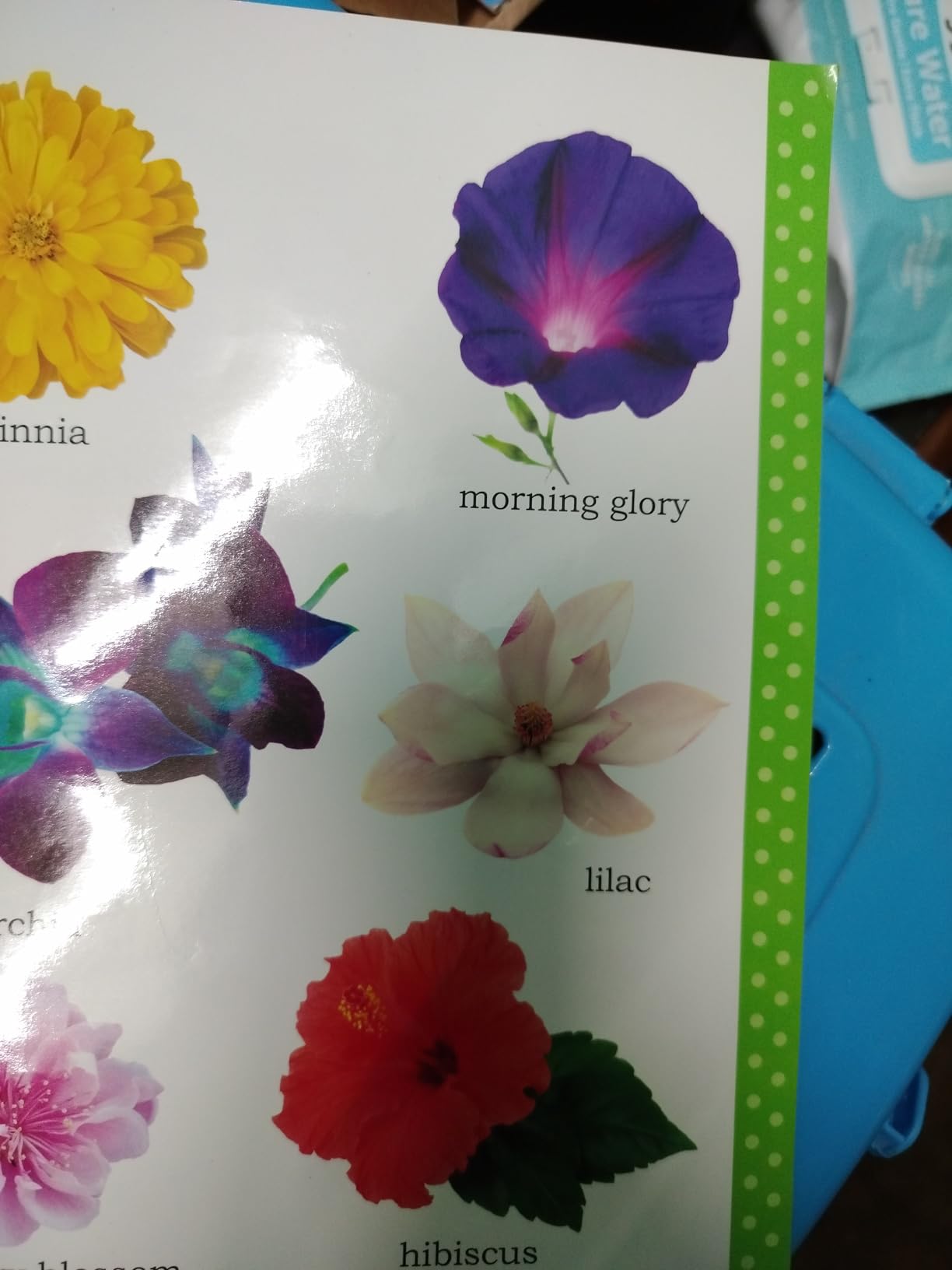 My first picture book of Flowers: Picture Books for Children : Wonder ...