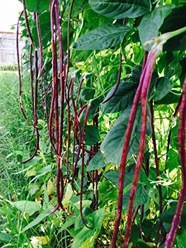 Arlo Vegetable Seeds RED COWPEA - Red Long Beans/Barbatti - Vegetable ...