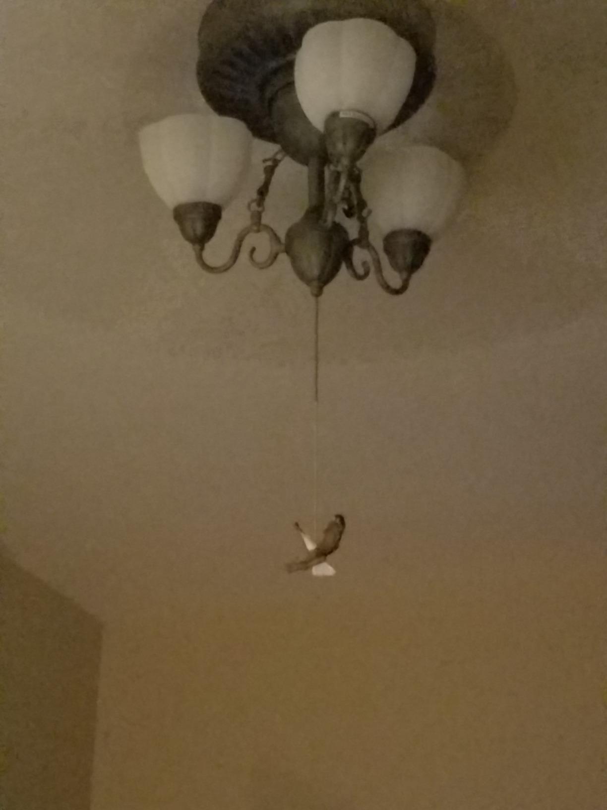 American Bald Eagle Ceiling Fan Pull Light Chain Extender - Ceiling Fan ...