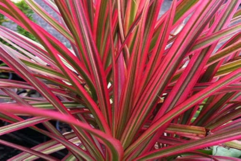 Original red Spider plant Pack of 1 : Amazon.in: Garden & Outdoors