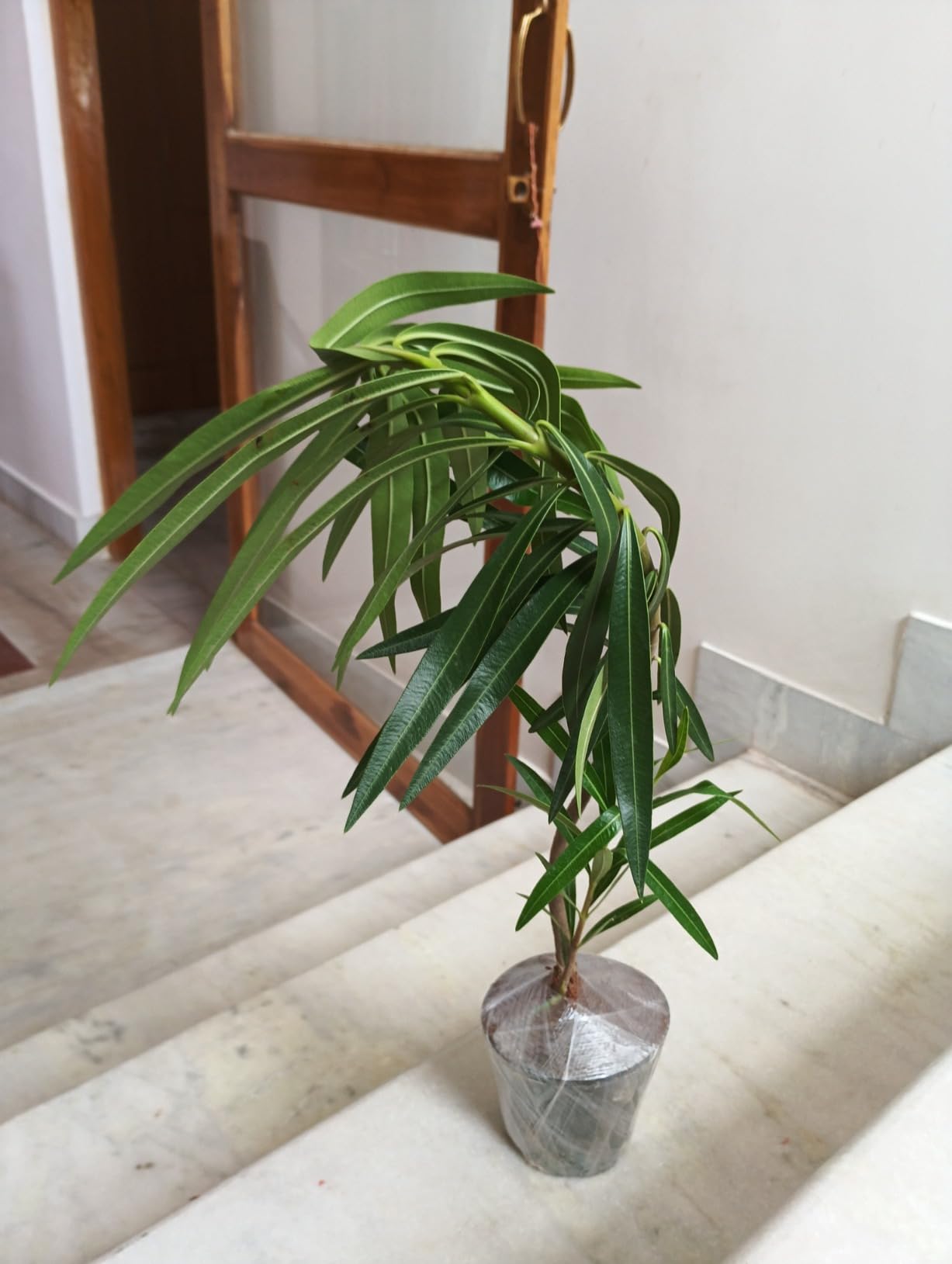 Plantsworld Kaner - nerium Oleander Yellow Live Plant : Amazon.in ...