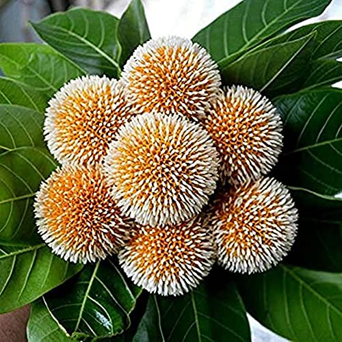 Plant Seeds | Anthocephalus Cadamba (Kadamba Tree) : Amazon.in: Garden ...