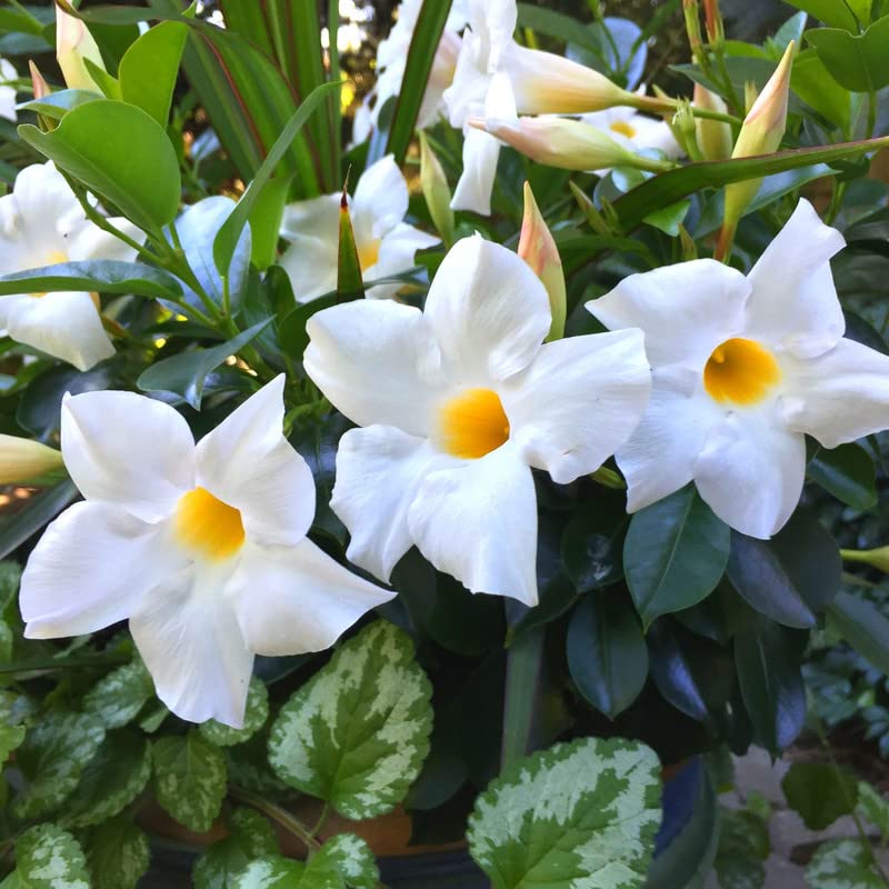 Amazon.com : White Mandevilla Plant for Garden, 3 Inc to 5 Inc Tall ...