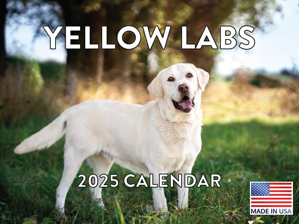 Amazon.com: Yellow Lab Calendar 2025 Labrador Monthly Wall Calender 12 ...