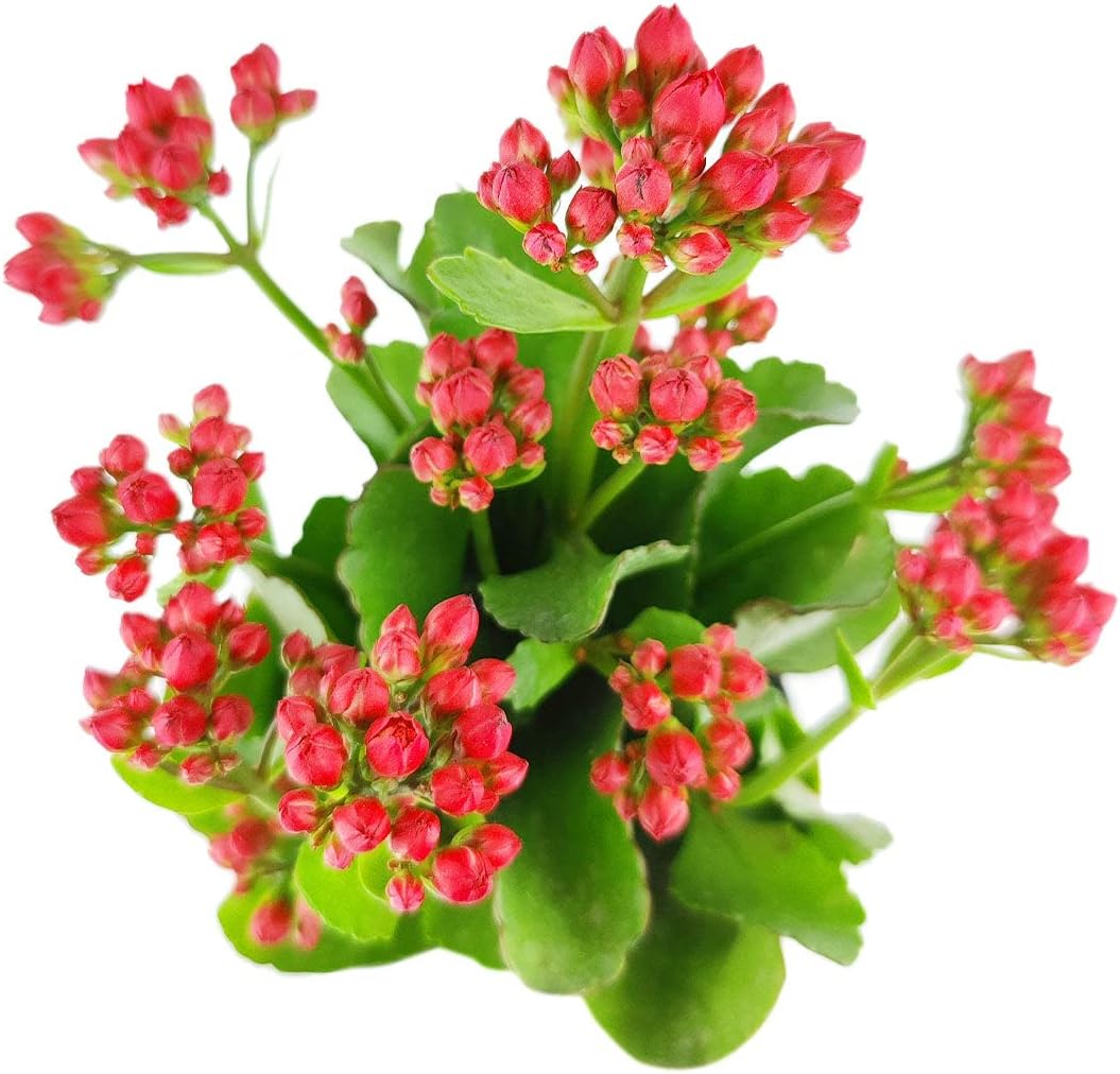 Amazon.com : Kalanchoe blossfeldiana 'Calandiva Red' (6" Minimalist Pot ...