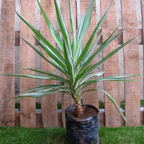 NurseryNature Yucca Silver Plant : Amazon.in: Garden & Outdoors