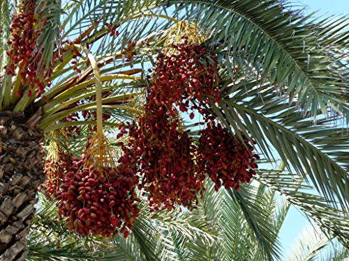 Barhi dates tree - How to grow & care