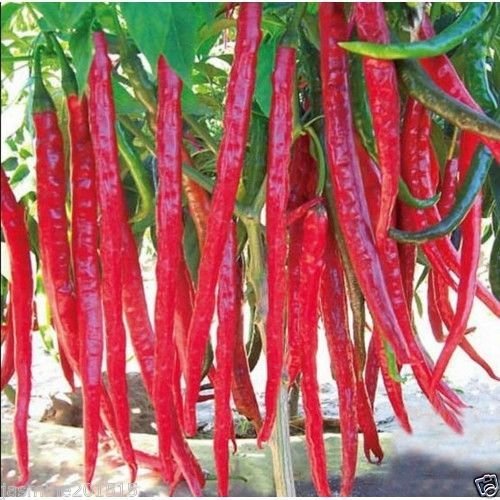 Seedscare Giant Long Hot and Spicy Red Chili Pepper Seeds (Pack of 50 ...