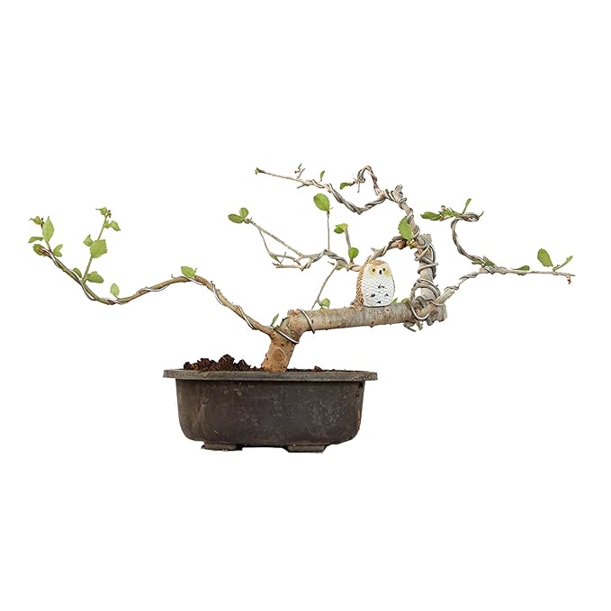 Green Paradise® Bonsai Guggul aka Commiphora Wightii Healthy Plant ...