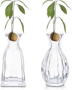 Amazon.com: SOOMILE 2 PCS Glass Avocado Seed Starter Vase, Avocado Tree ...