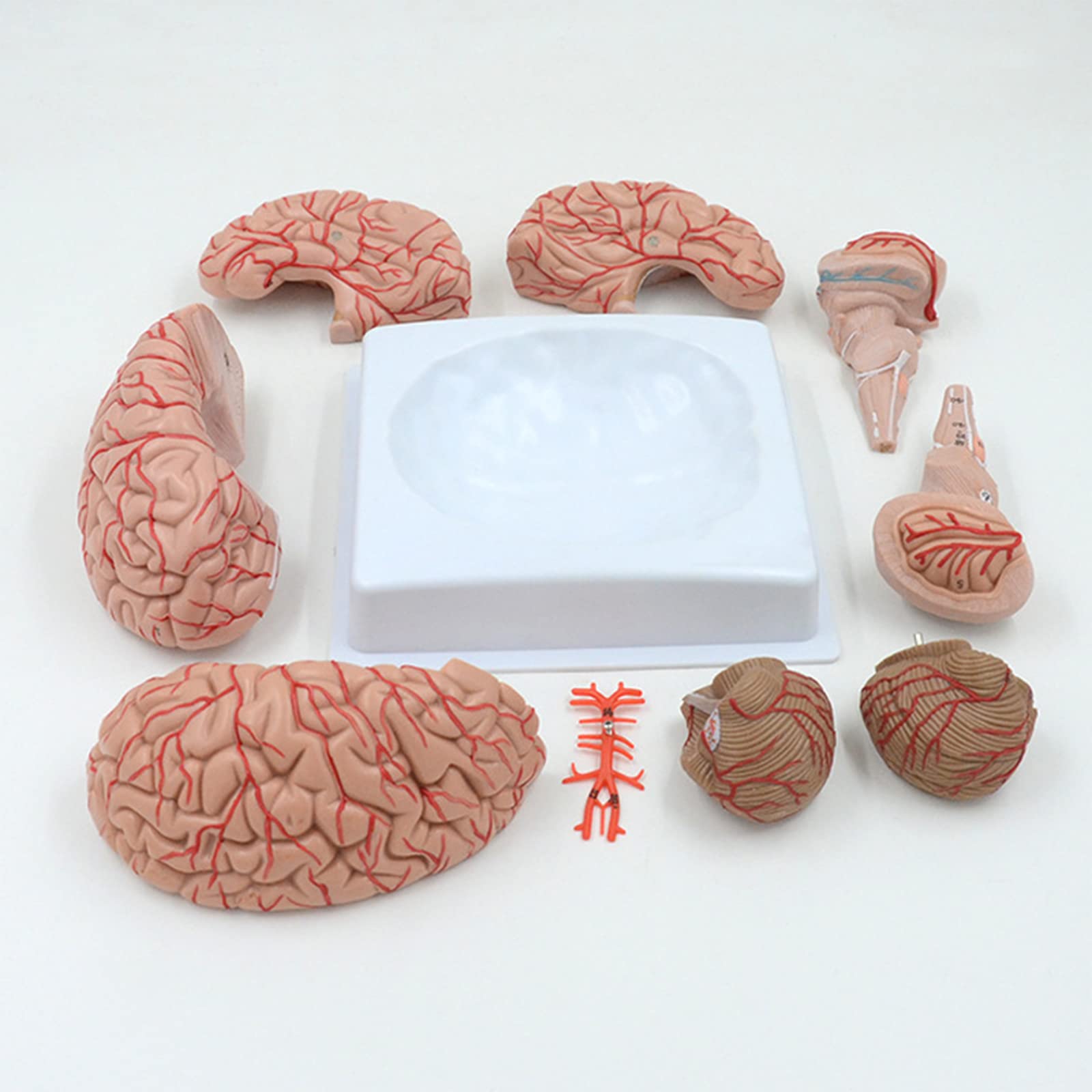 Ventricles Of The Brain 3d Brain Ventricles A 3D Model Collection By