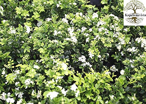 Kapebonavista® Kamini Simaali Orange Jasmine Kaamimi Phool Maramulla ...