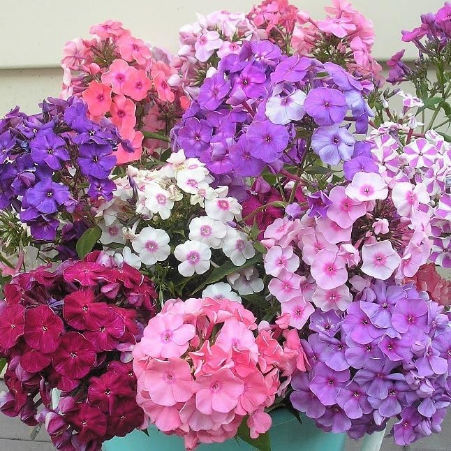 Amazon.com : FUN AND GROW SEEDS: Seeds Drummond's Phlox Mix Annual ...