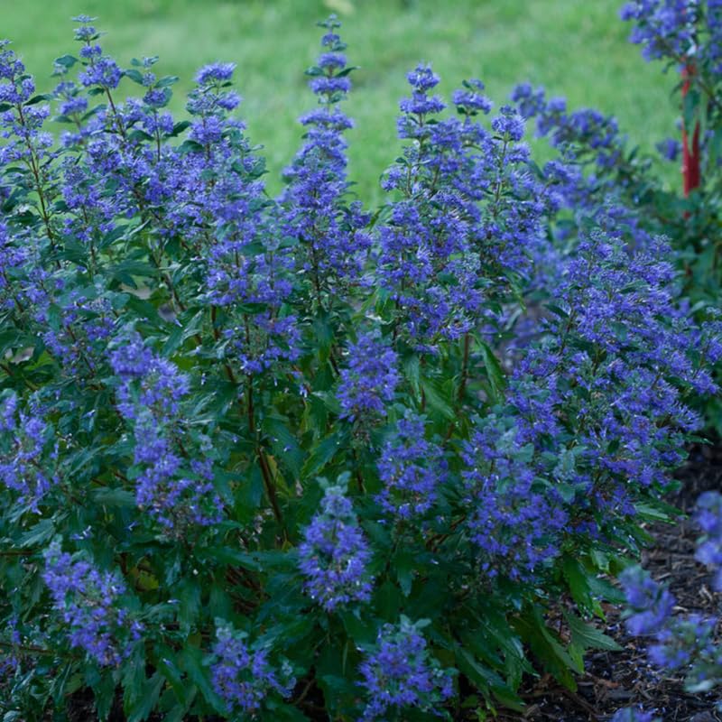 Amazon.com : Live Bluebeard Plant Shrub Bush, Caryopteris Plant in 4 ...