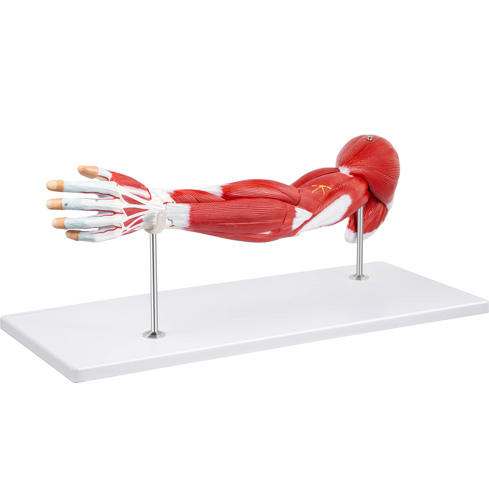 Buy VEVOR Arm Muscle Model, 7 Parts Muscular Arm Anatomy Model, Life ...