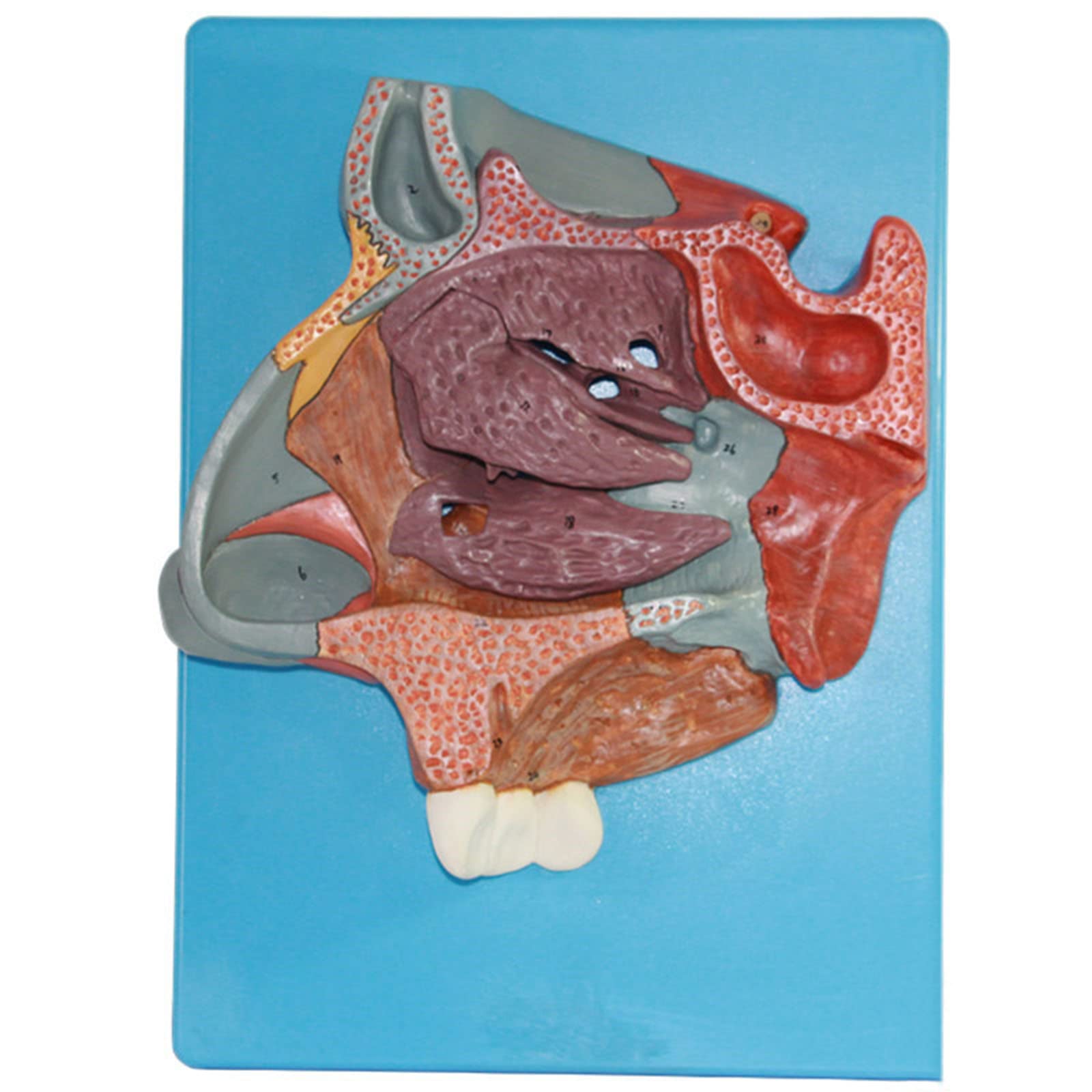 Nasal Cavity Model Labeled