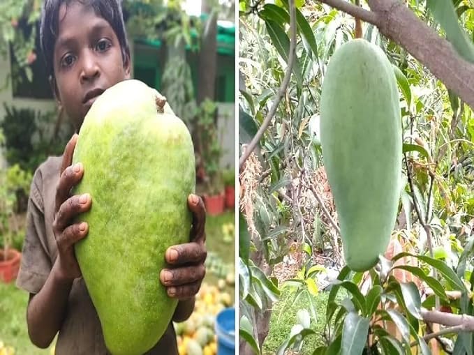 Nurjahan Big Size Noor Jahan Variety Grafted Mango Aam Fruit Live Plant ...