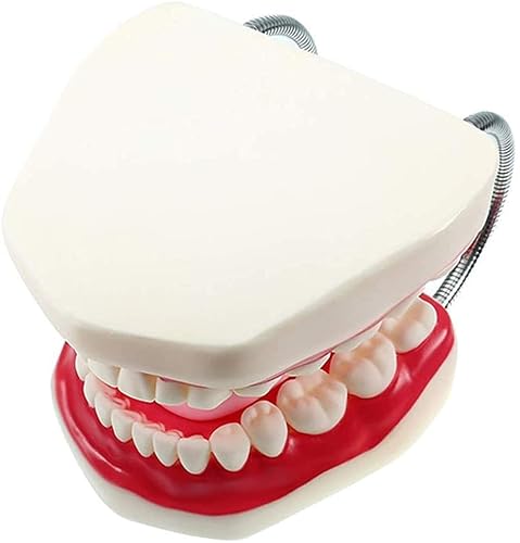 Anatomical Model, Adult Oral Tooth Care Model - Anatomy Teeth Model ...